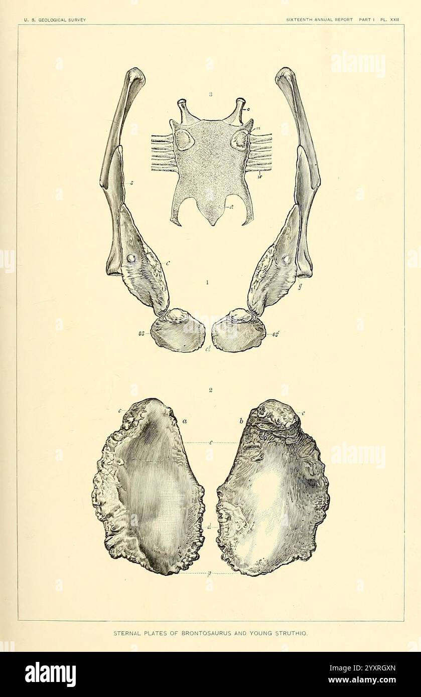 Specific anatomical section hi-res stock photography and images - Alamy