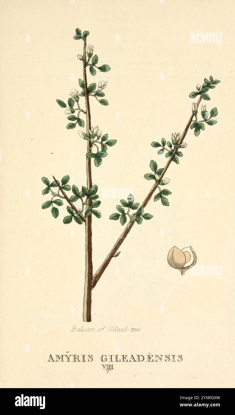 Elements of the Science of Botany London Printed by T. Bensley for J ...