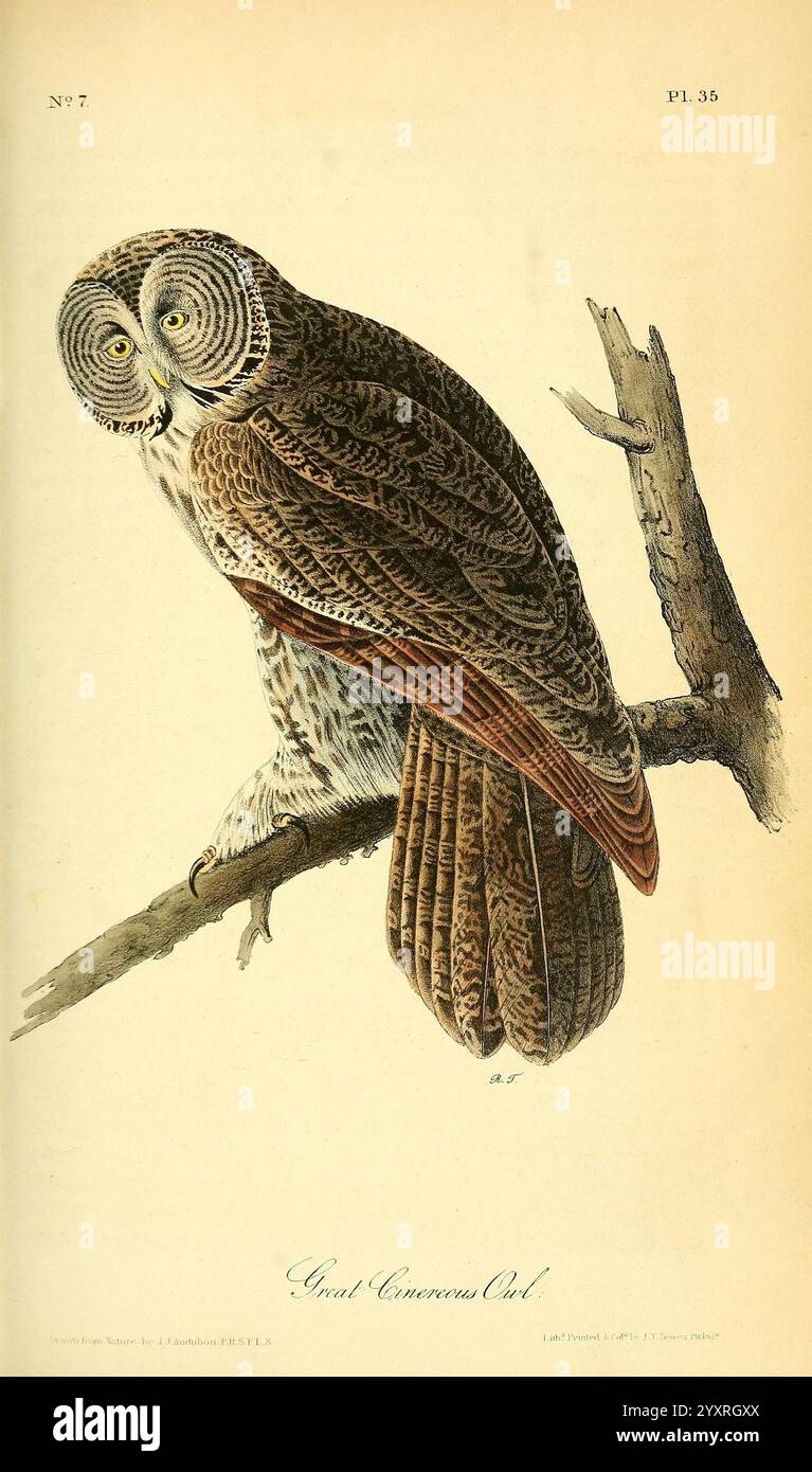 The birds of America, New York, J.B. Chevalier, 1840-1844, birds, owl ...