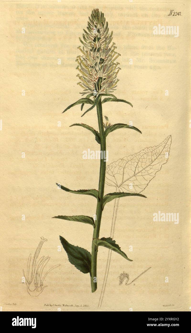 Pronounced venation pattern hi-res stock photography and images - Alamy