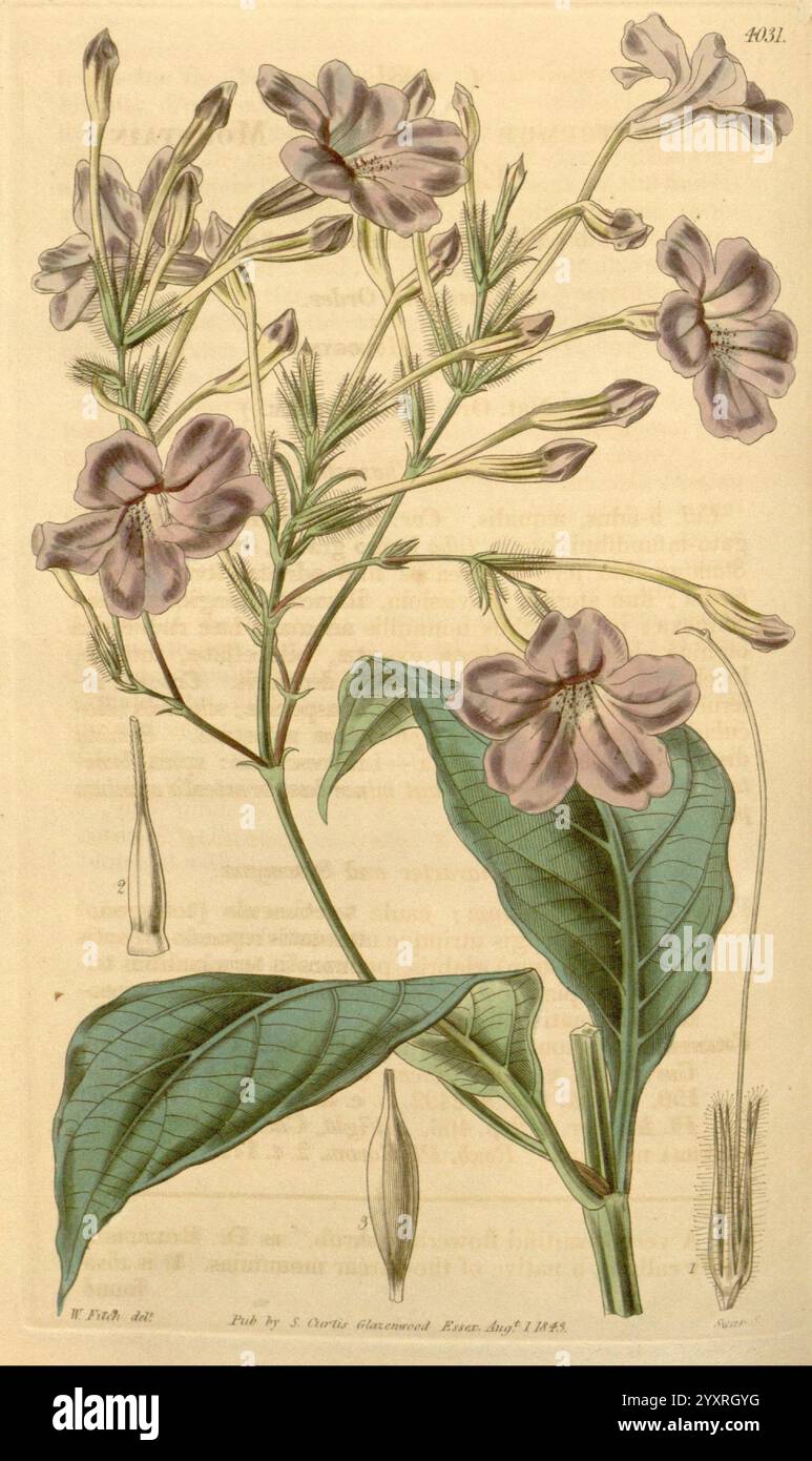 Curtis's Botanical Magazine London New York Botanical Illustration ...