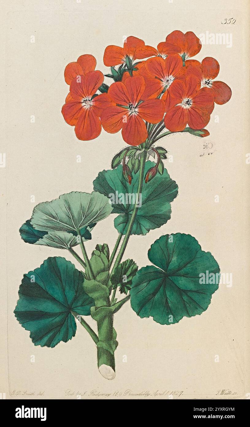 Geraniaceae, London, Printed for James Ridgway, Piccadilly, 1820-1830 ...