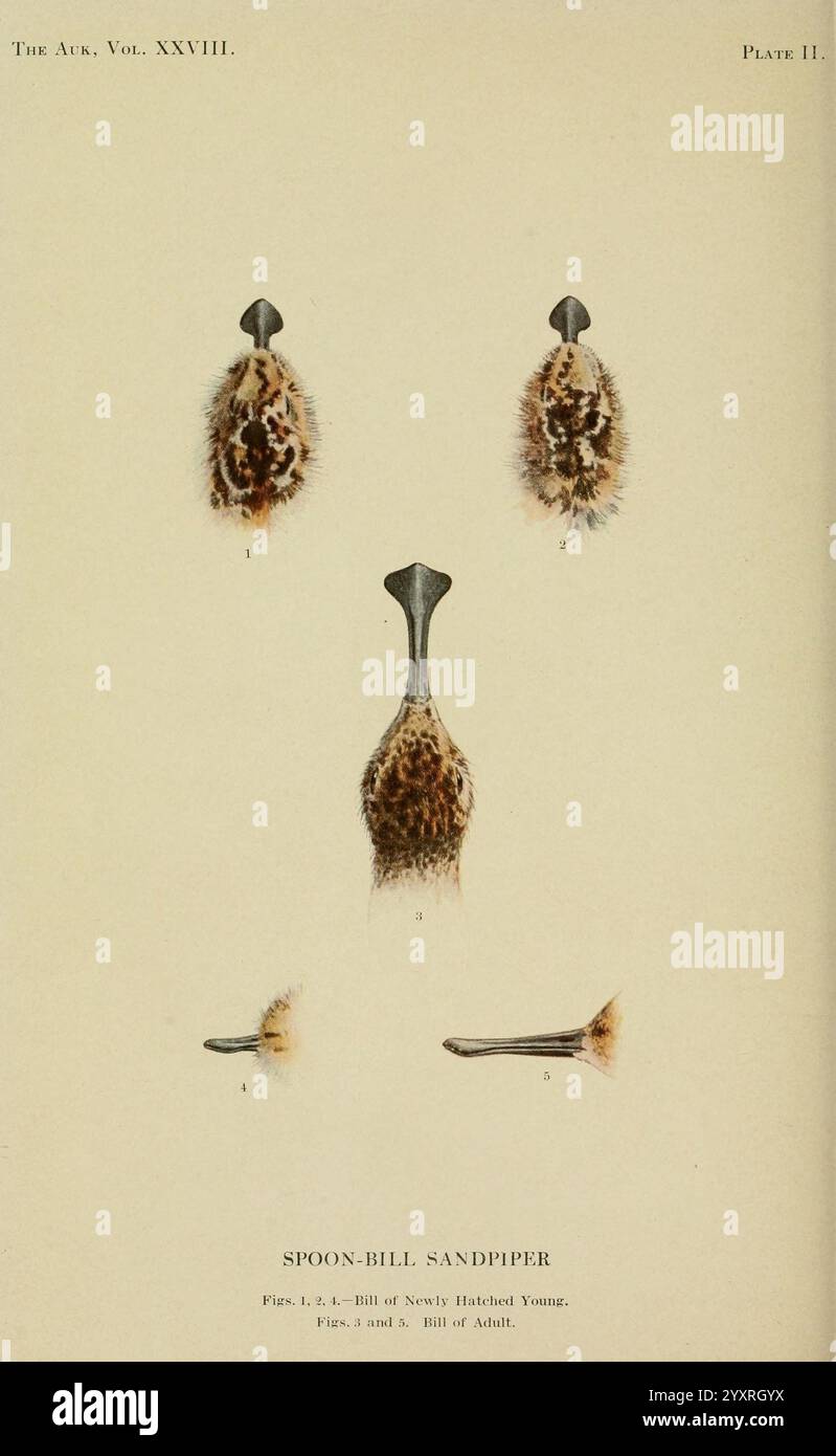 Birds physical characteristics hi-res stock photography and images - Alamy