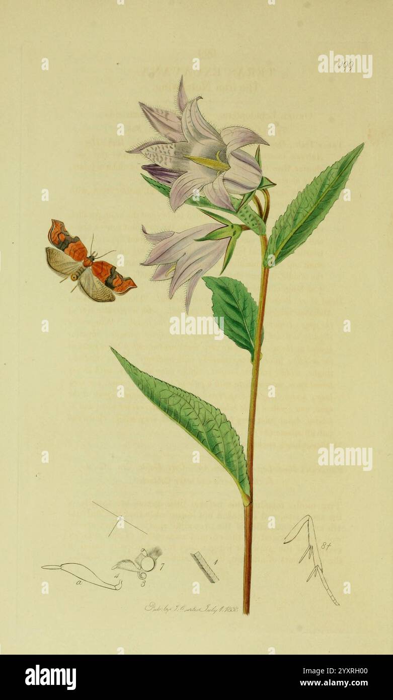 Small sketches detail hi-res stock photography and images - Alamy