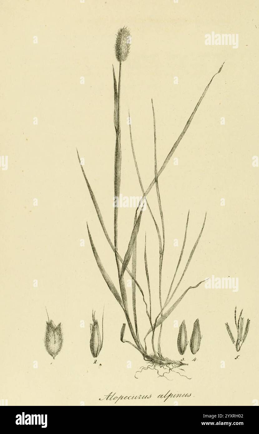 Species Graminum, Petropoli, Impensis Academiae Imperialis Scientiarum ...