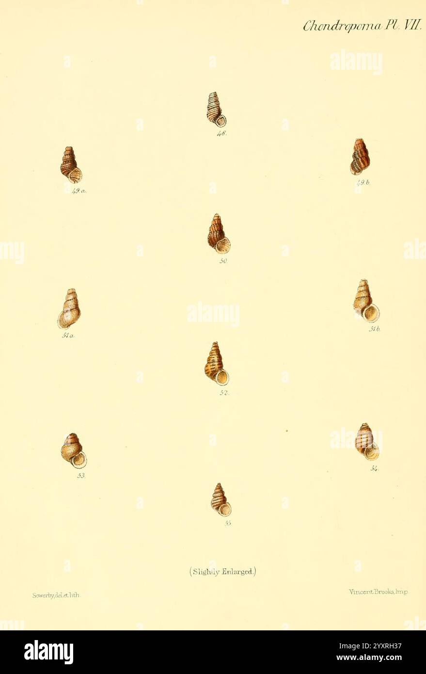 Conchologia Iconica, or Illustrations of the Shells of Molluscous ...