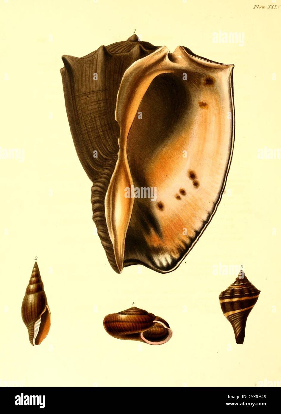 Unique spiral structures hi-res stock photography and images - Alamy