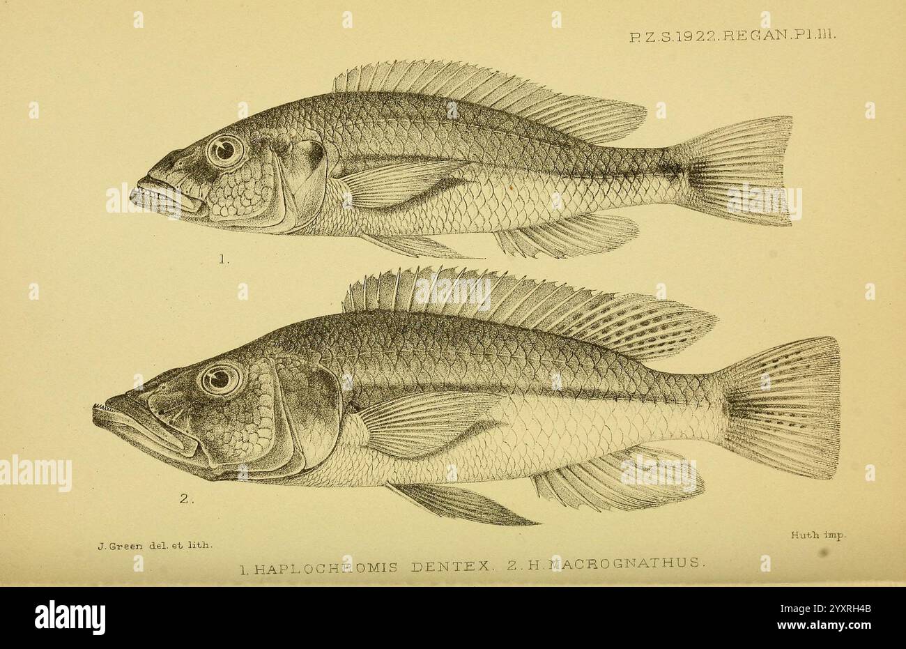 Proceedings of the Zoological Society of London, London, Academic Press ...