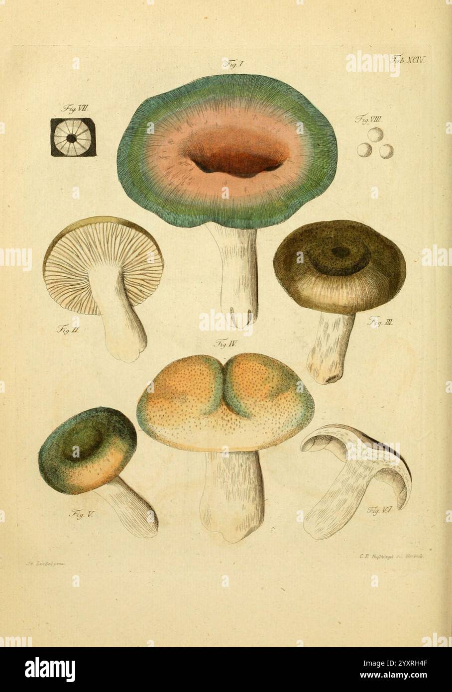 Mushroom displays unique patterns hi-res stock photography and images ...
