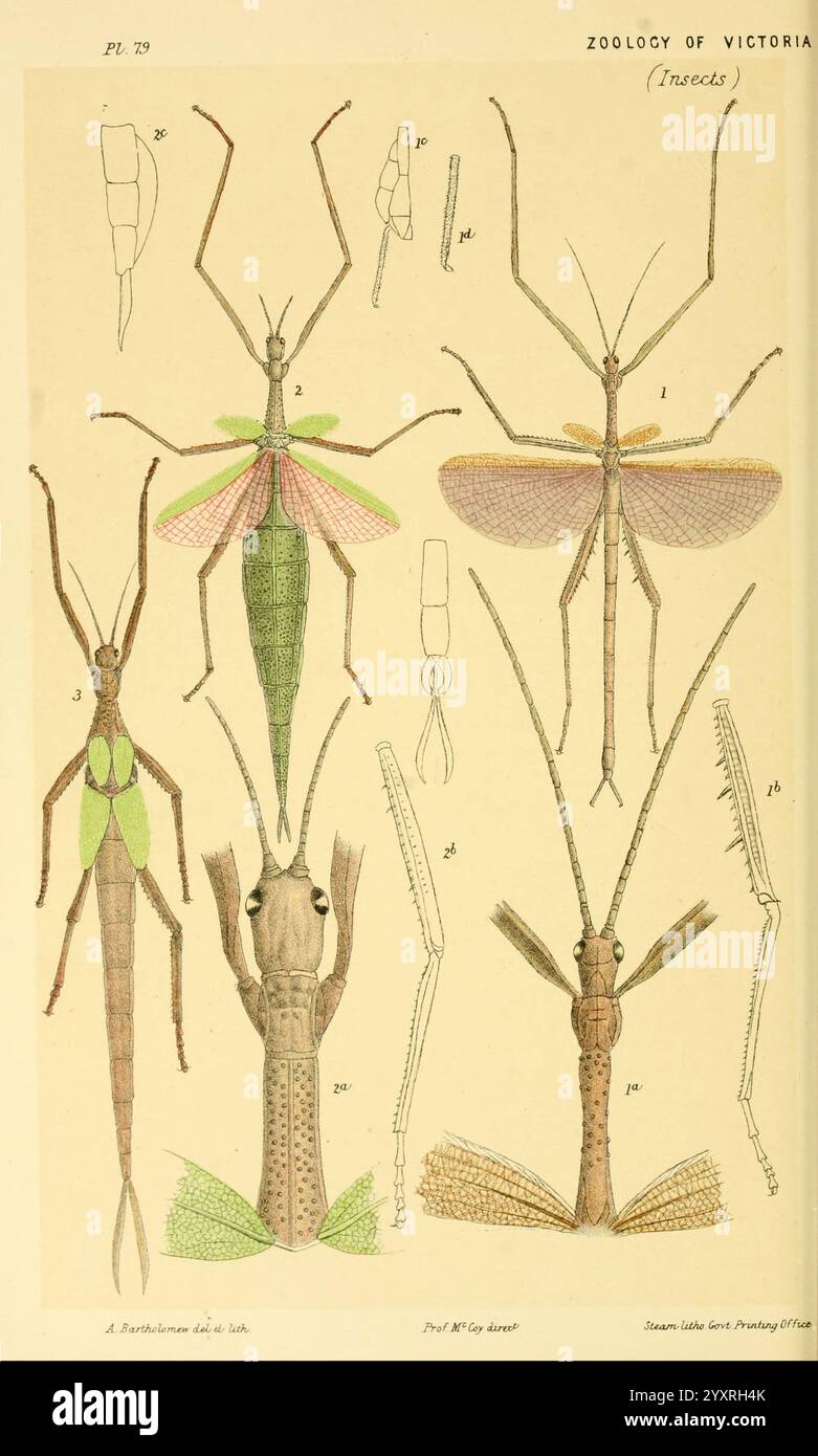 J ferres hi-res stock photography and images - Alamy