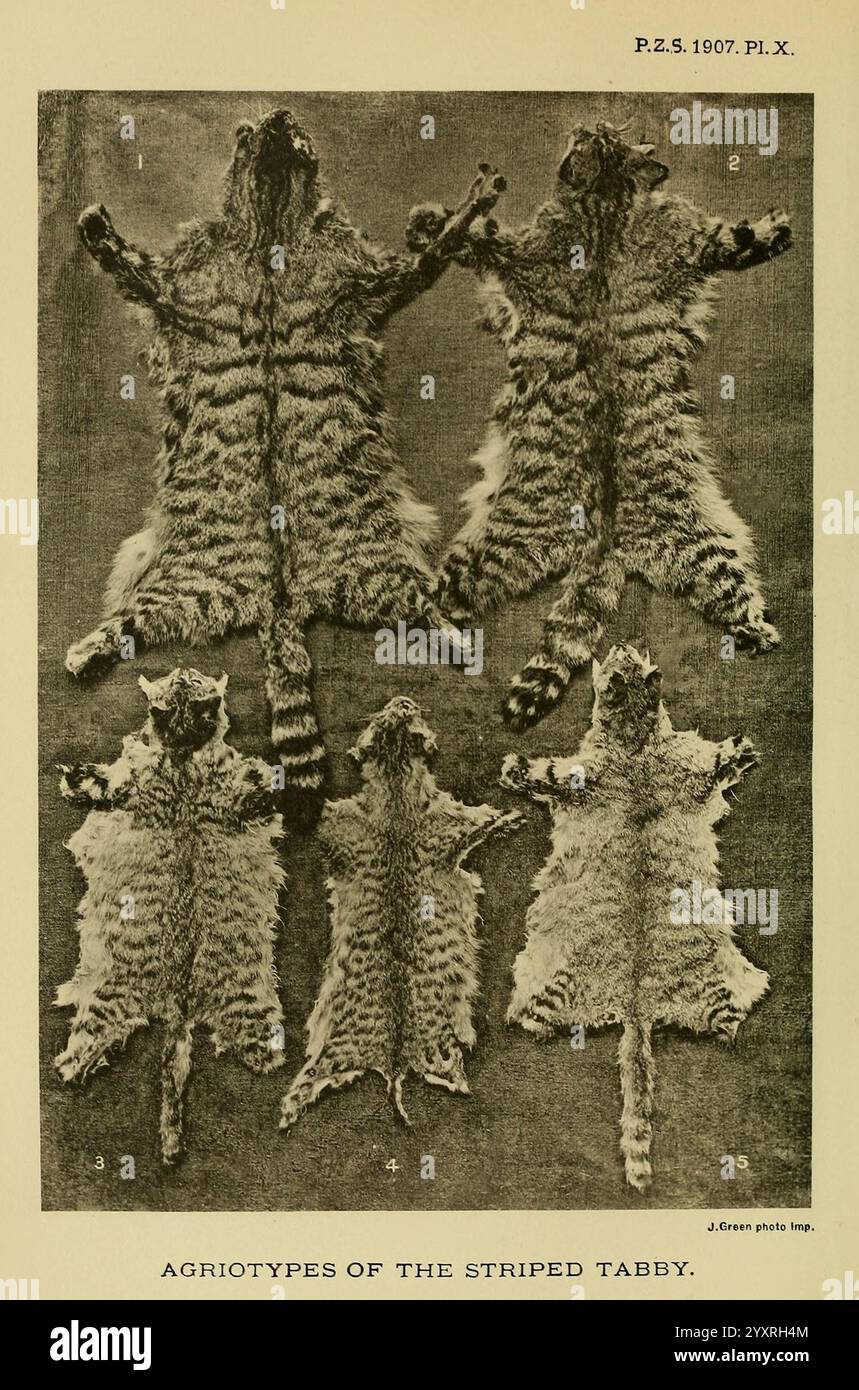 Unique fur textures hi-res stock photography and images - Alamy