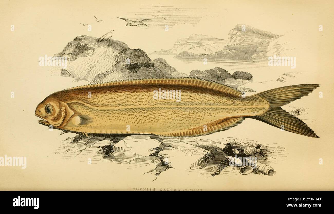 Small fin structure hi-res stock photography and images - Alamy