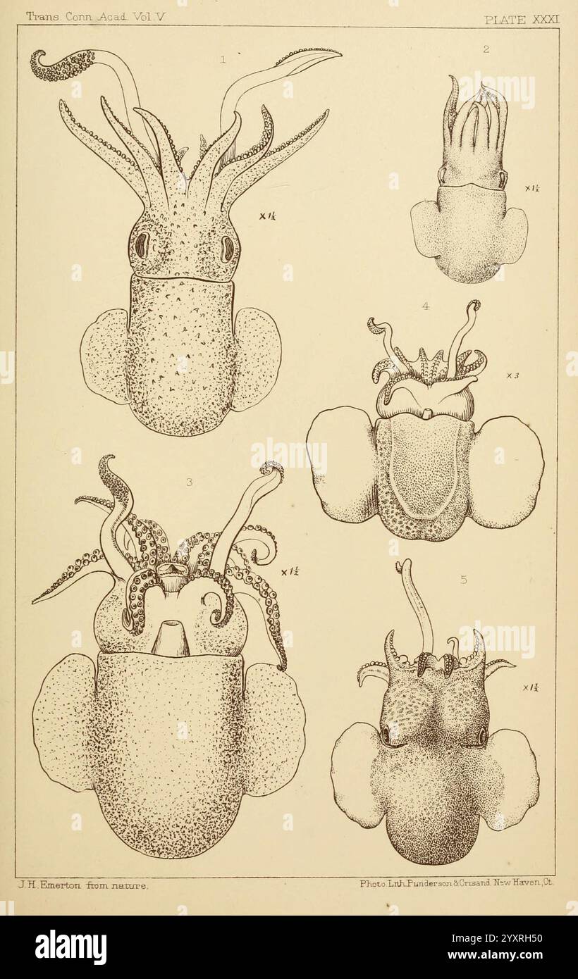 The cephalopods of the north-eastern coast of America, New Haven, Conn ...