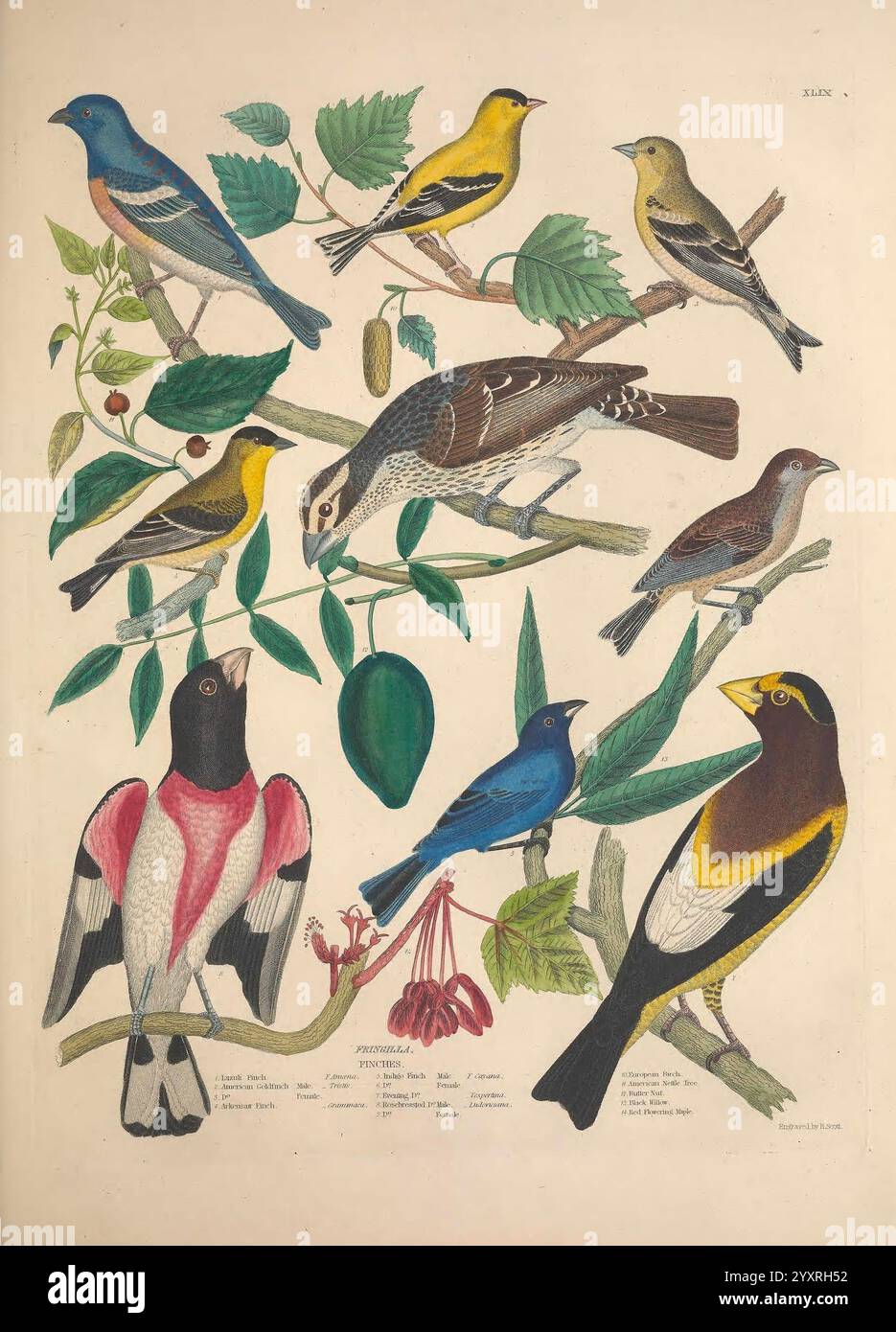 American ornithology alexander wilson charles lucian bonaparte e hi-res ...