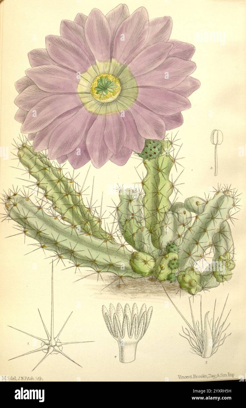 Science flowers matilda smith hi-res stock photography and images - Alamy