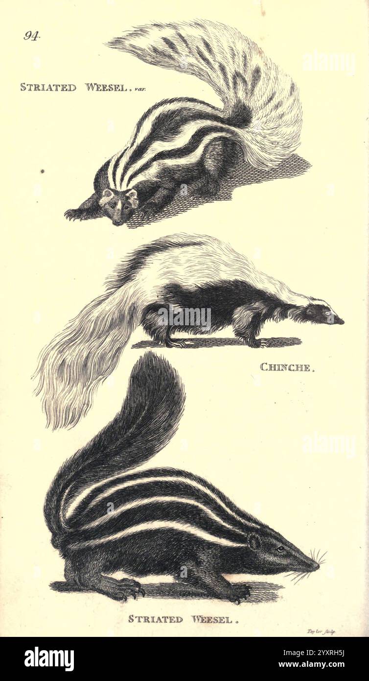 Pointed facial features hi-res stock photography and images - Alamy