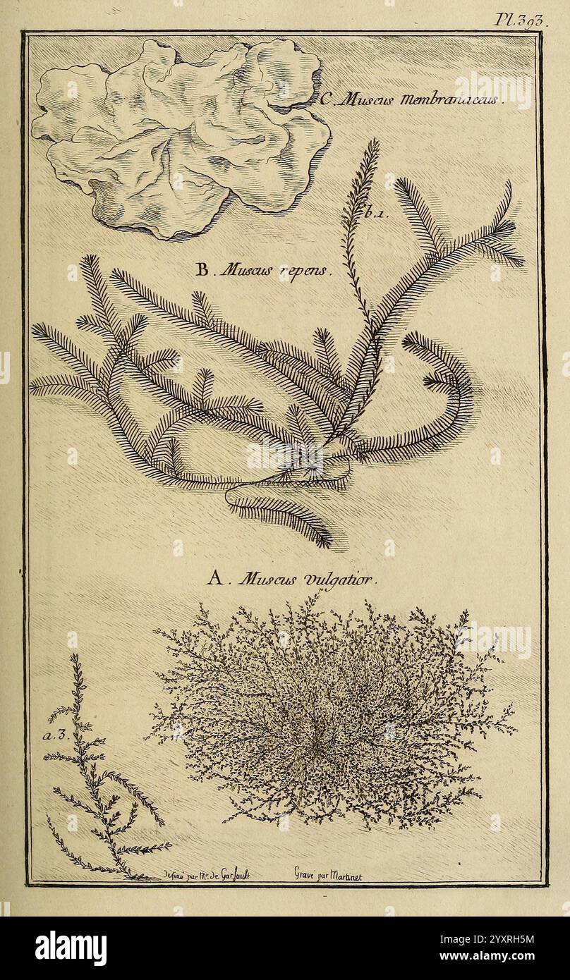 Muscus repens hi-res stock photography and images - Alamy