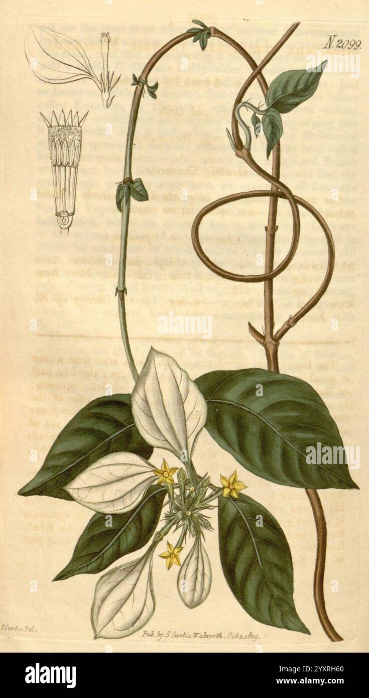 Curtis's Botanical Magazine London New York etc. botanical illustration ...
