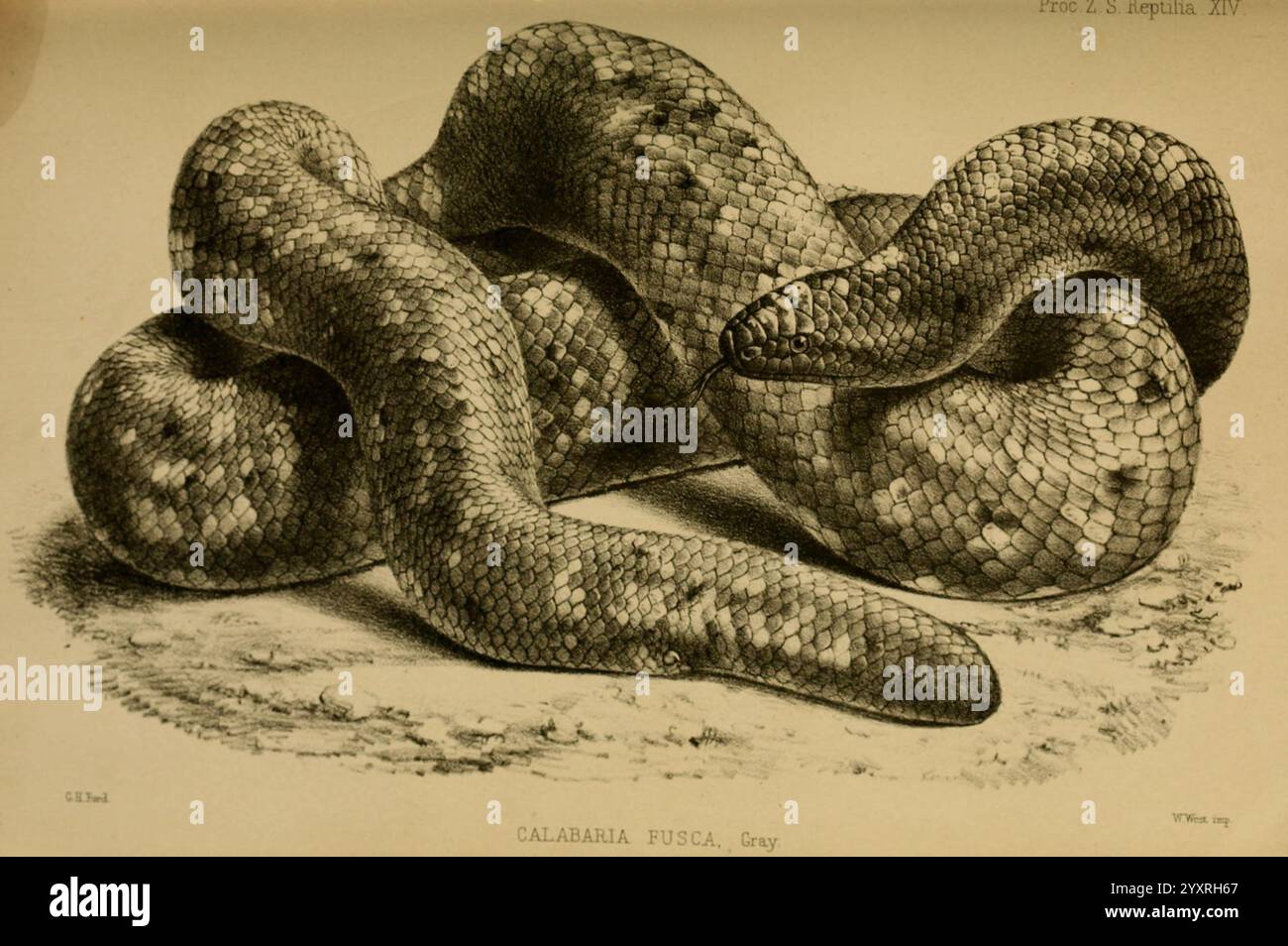 Proceedings of the Zoological Society of London, London, Academic Press ...