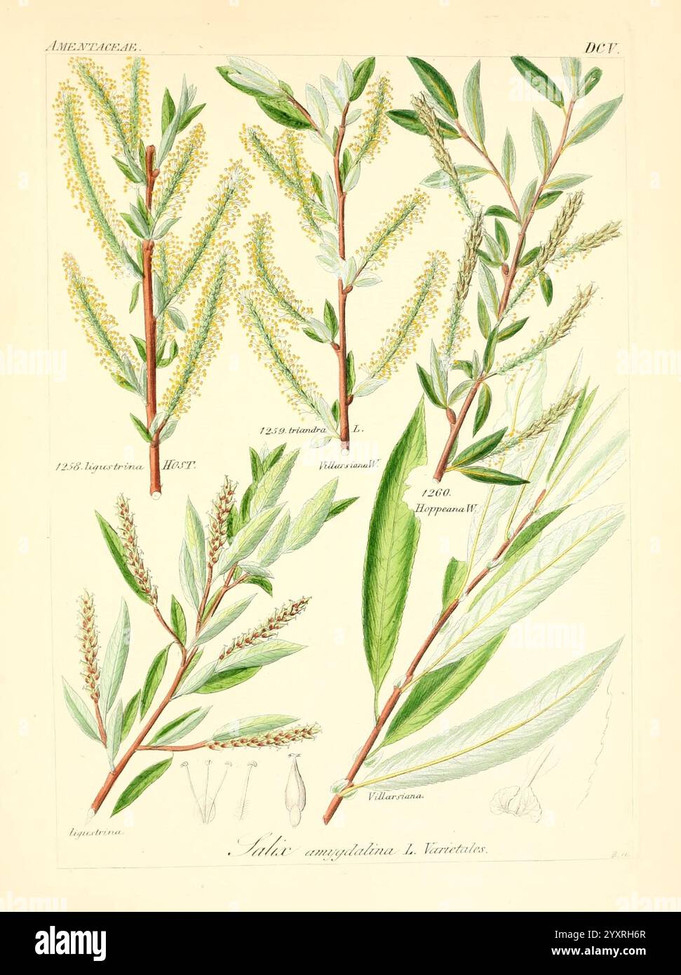 Understanding plant varieties hi-res stock photography and images - Alamy