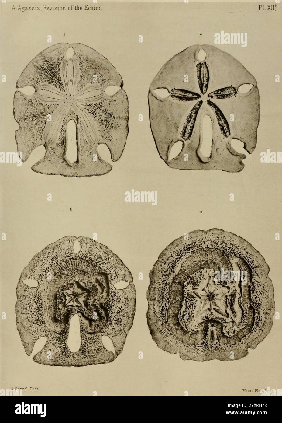 Revision of the Echini, Cambridge, Mass, University Press, 1872-1874 ...