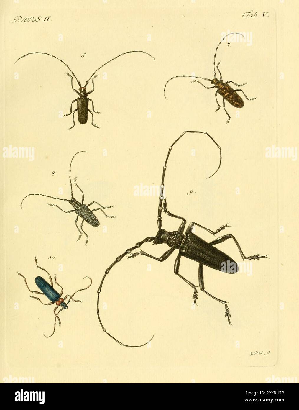 J.E. Voet, M. Doct, Catalogus systematicus coleopterorum = À la Haye ...