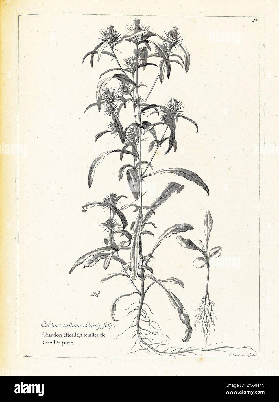 Alternate common name hi-res stock photography and images - Alamy