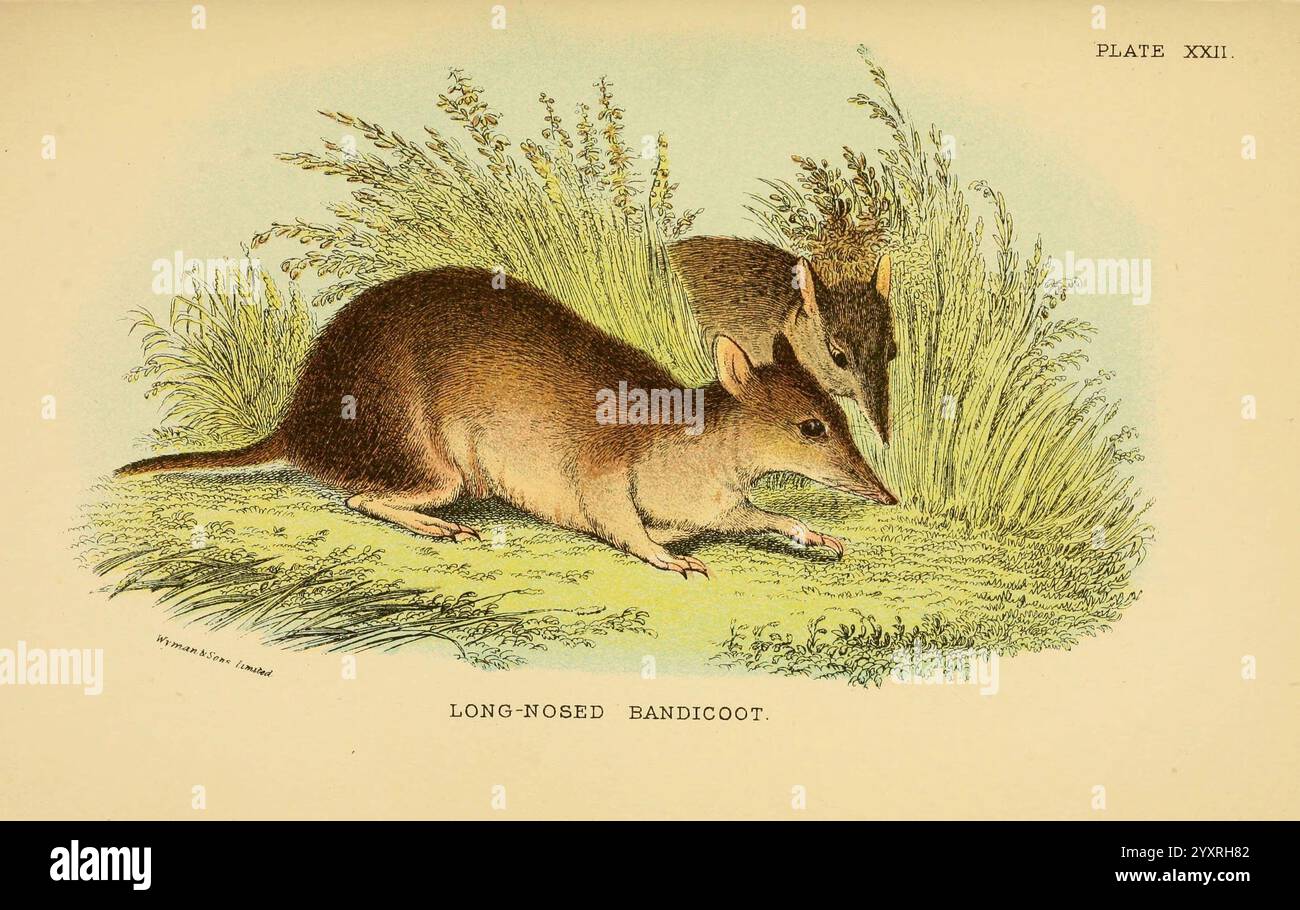 Detailed illustration features two long nosed bandicoots engaged hi-res ...