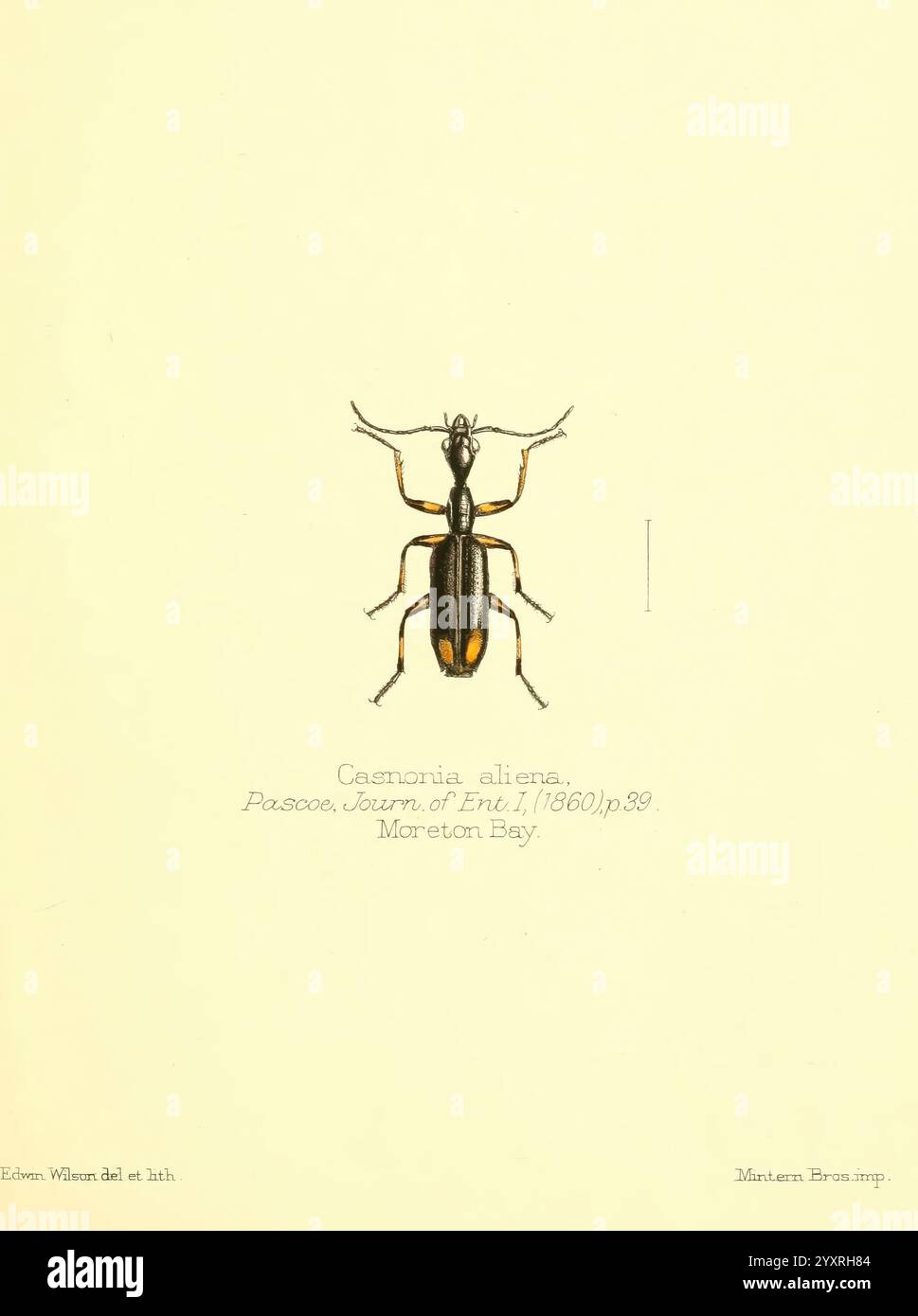 Species couronia aligera hi-res stock photography and images - Alamy