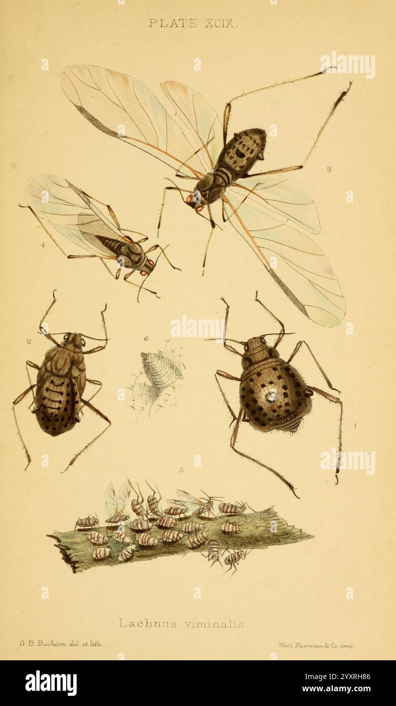 Monograph of the British aphids London, 1876-83. aphids, Great Britain ...