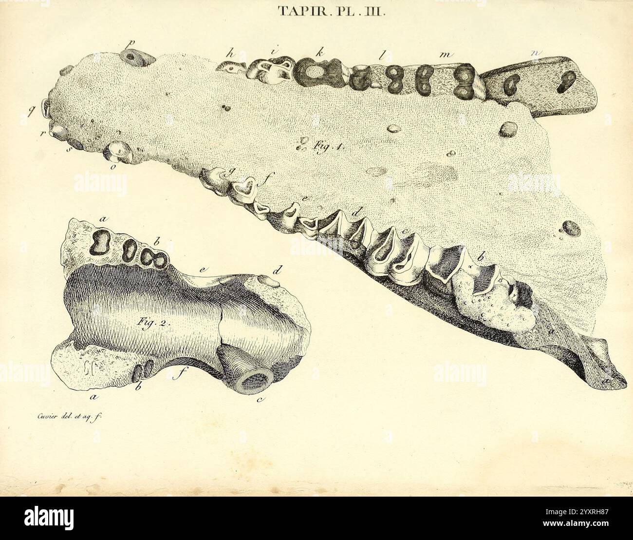 France geology mammal fossil paleontology paris region vertebrat hi-res ...