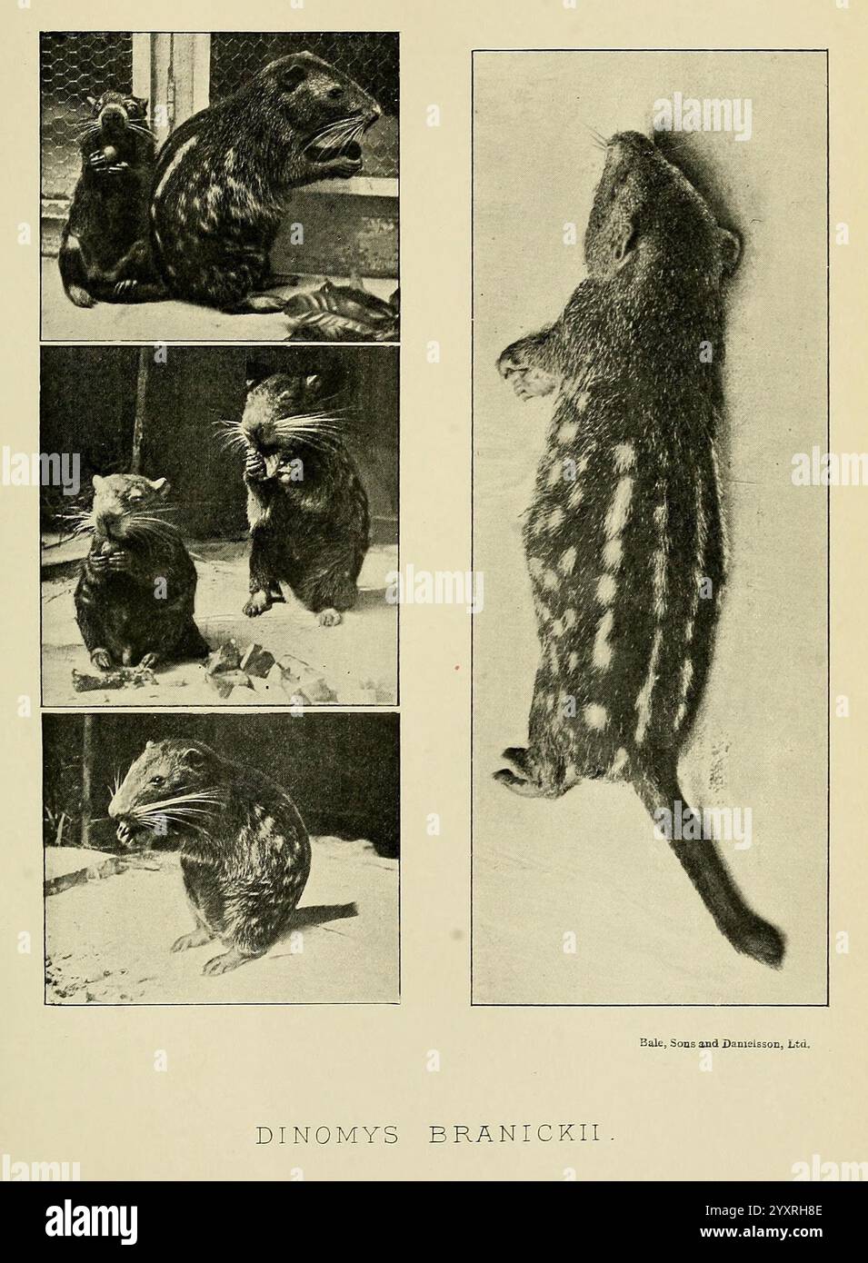 Proceedings of the Zoological Society of London, London, Academic Press ...