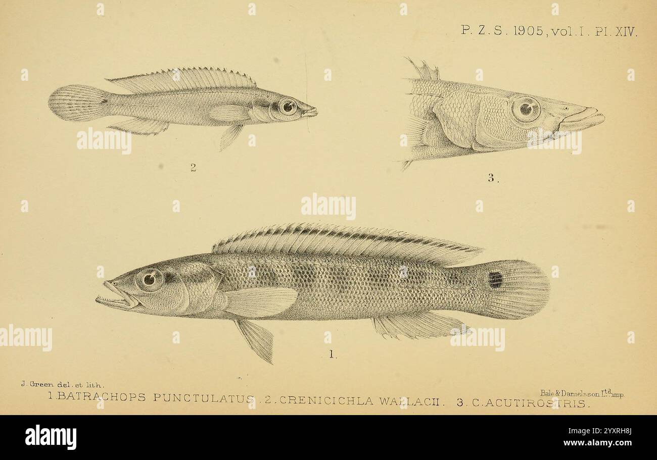 Arachloops punctuatus hi-res stock photography and images - Alamy