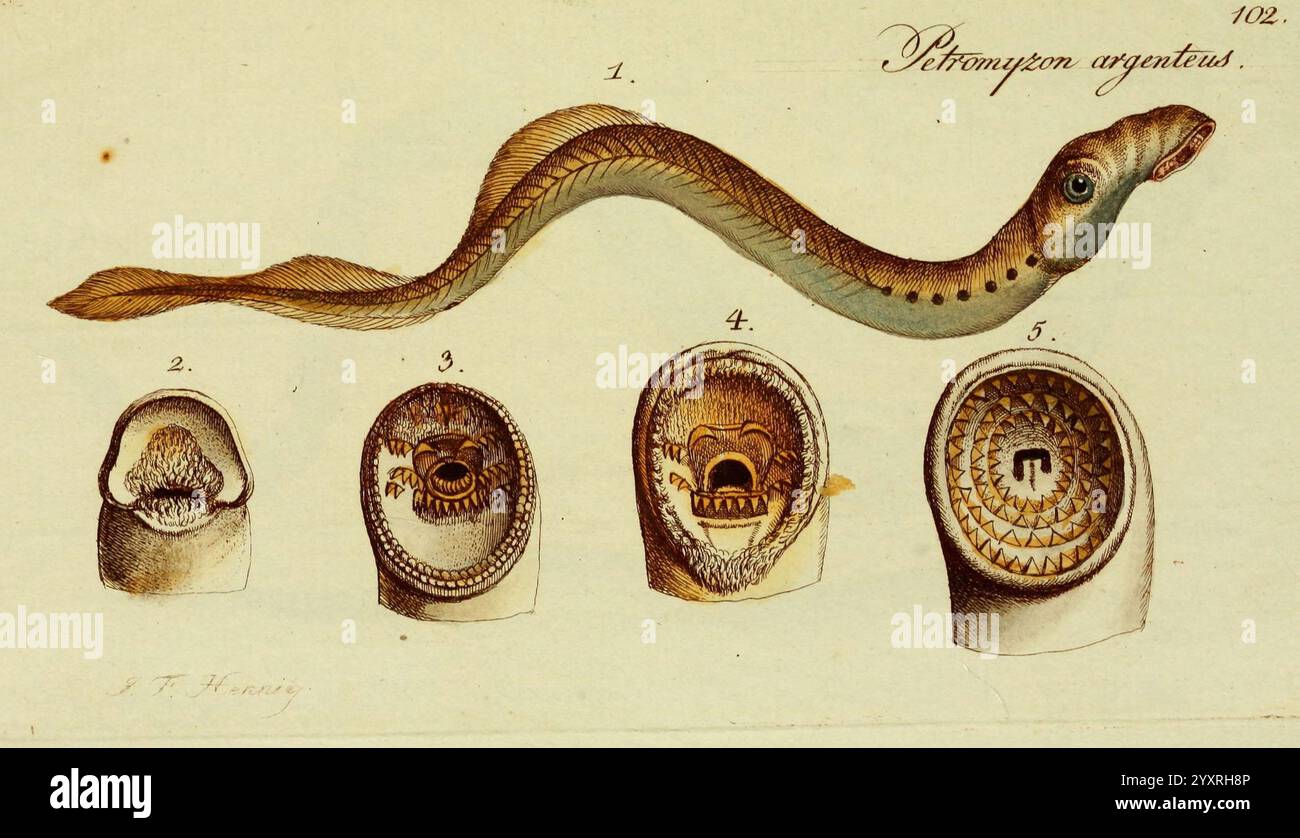Lampreys mouth hi-res stock photography and images - Alamy