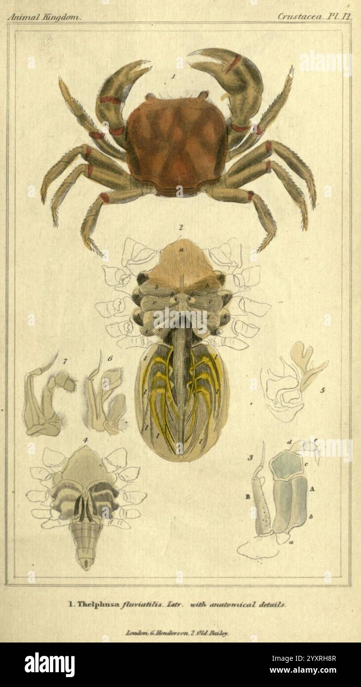 The animal kingdom, arranged according to its organization, London, G ...