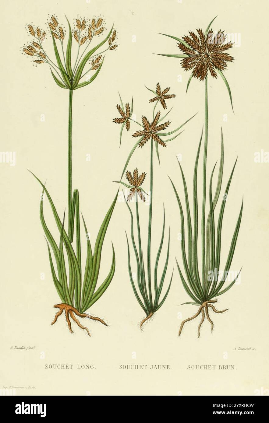 Showcasing star shaped flower clusters hi-res stock photography and ...