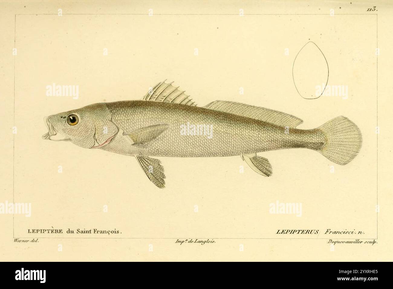 Labeled diagram indicating specific anatomical parts hi-res stock ...