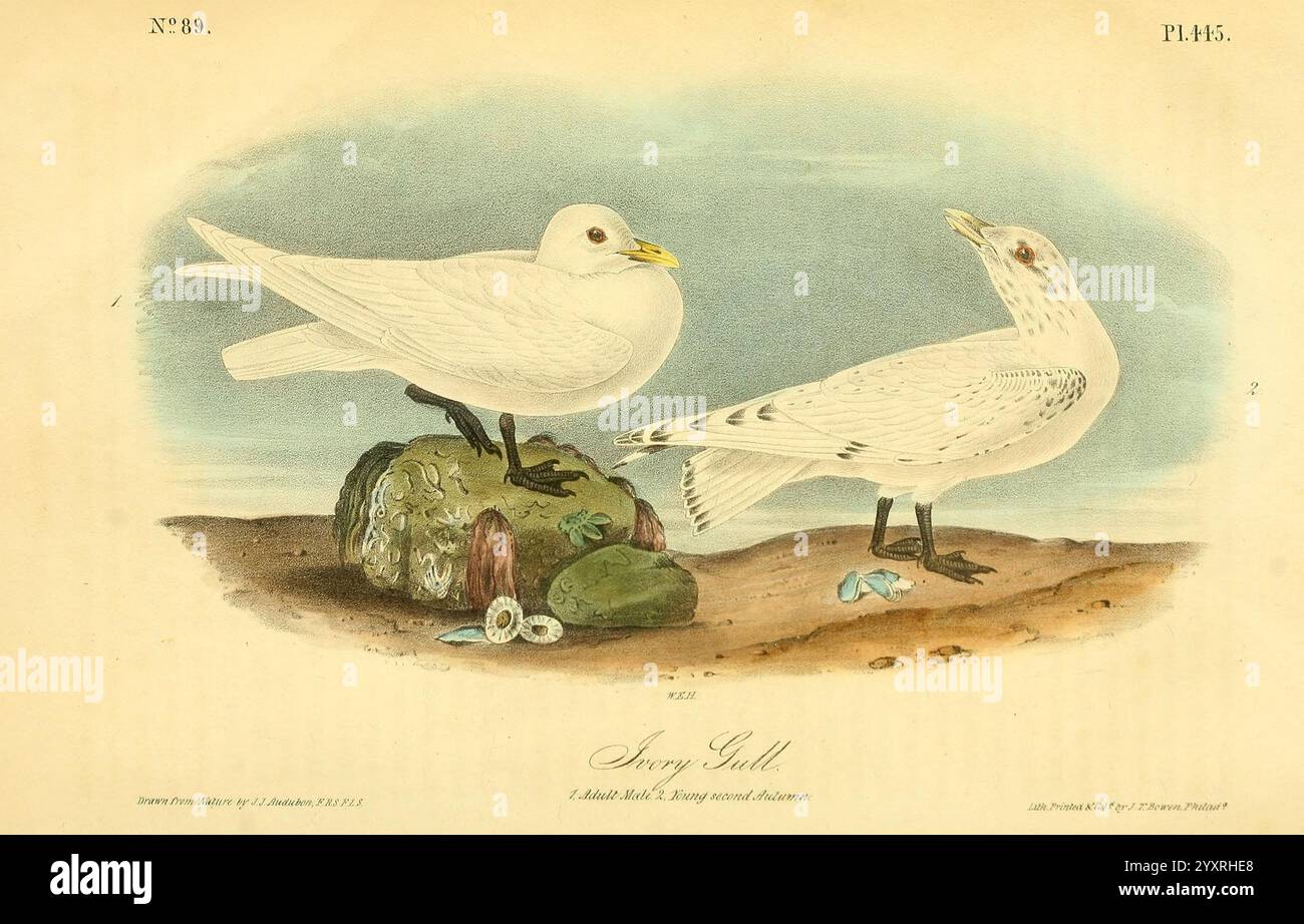 Illustration features two ivory gulls hi-res stock photography and ...