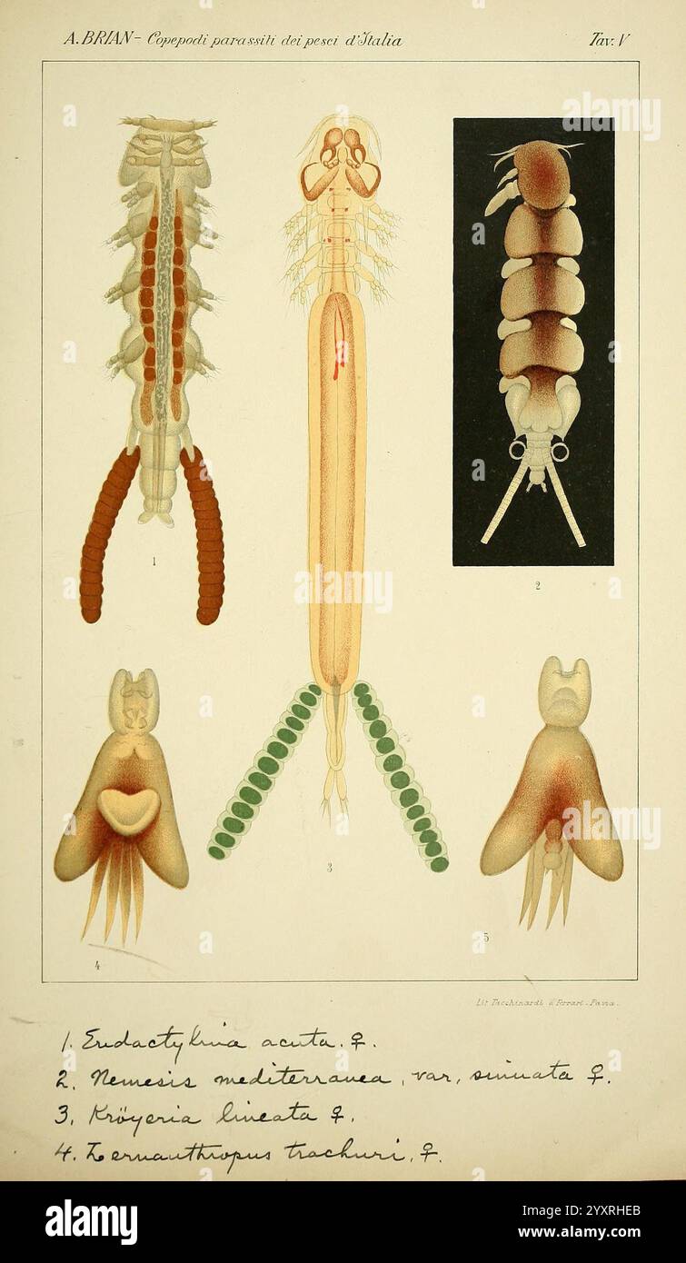 Copepodi, parassiti, dei, pesci, d'Italia, (con XXI tavole). Genova, R ...