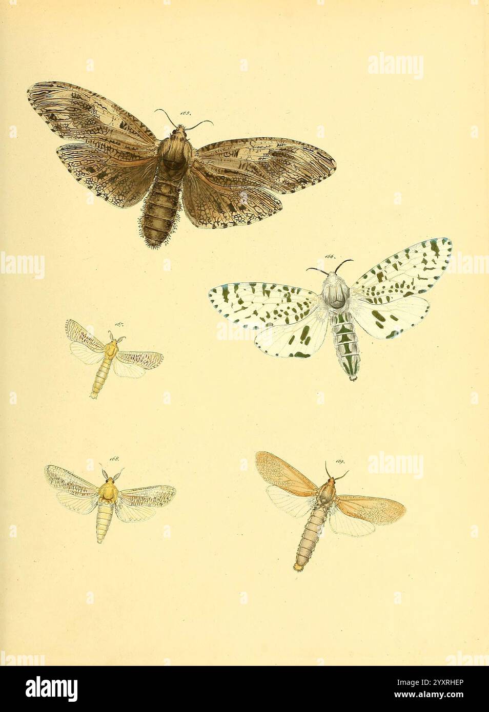 Slender moths hi-res stock photography and images - Alamy