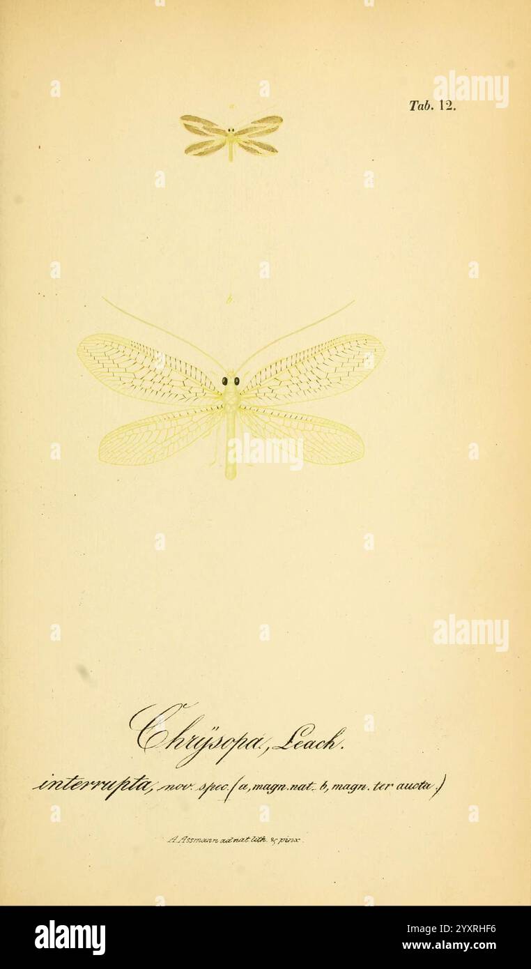 Lacewing studies hi-res stock photography and images - Alamy