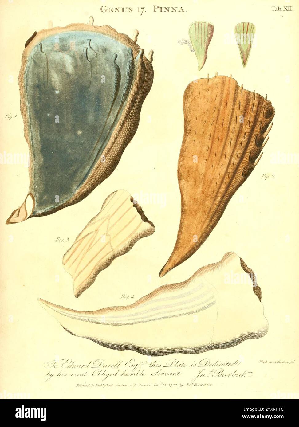 Larger shell displays hi-res stock photography and images - Alamy