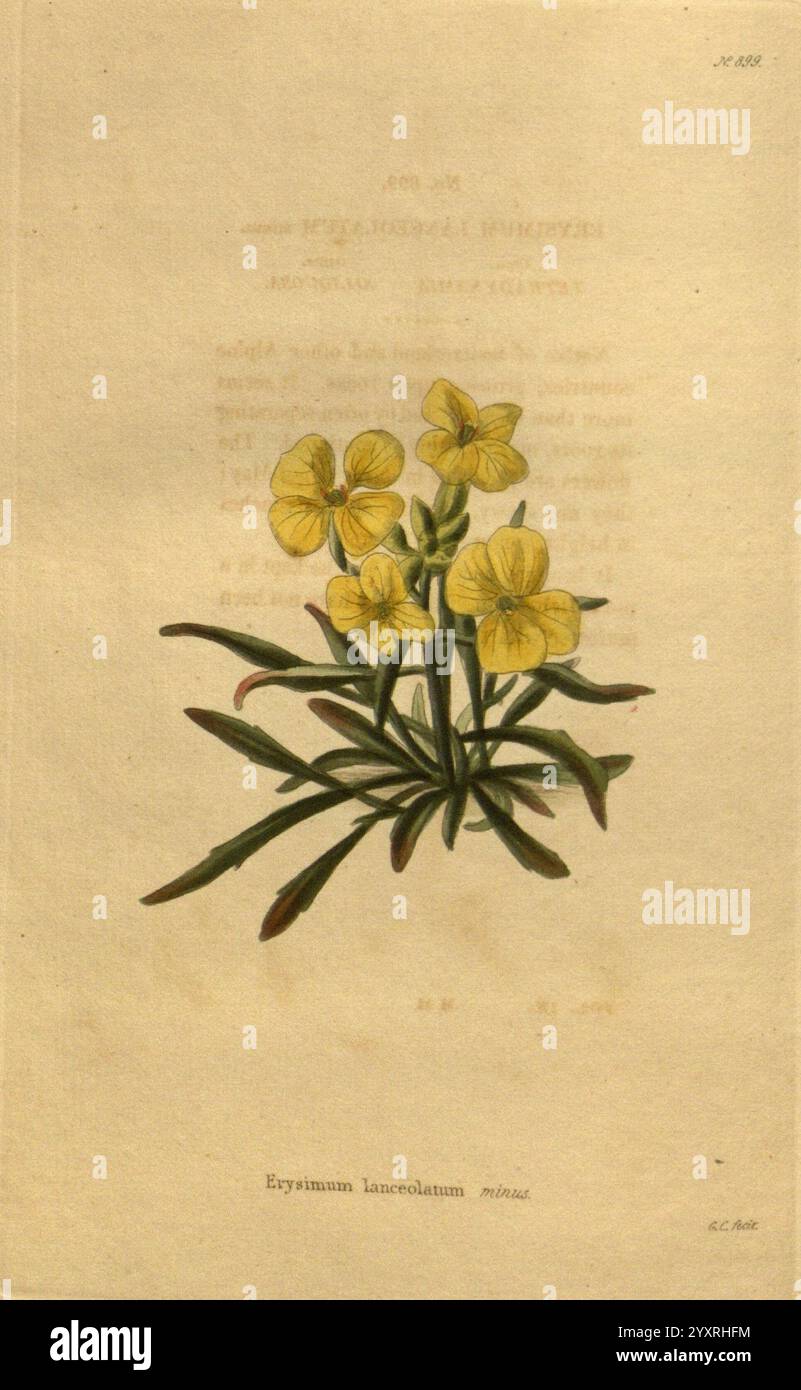 Exhibiting five elongated petals hi-res stock photography and images ...
