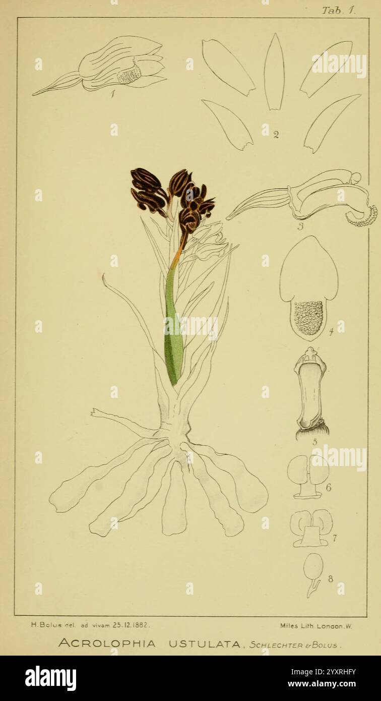 Icones orchidearum austro-africanarum extra-tropicarum, London, W ...