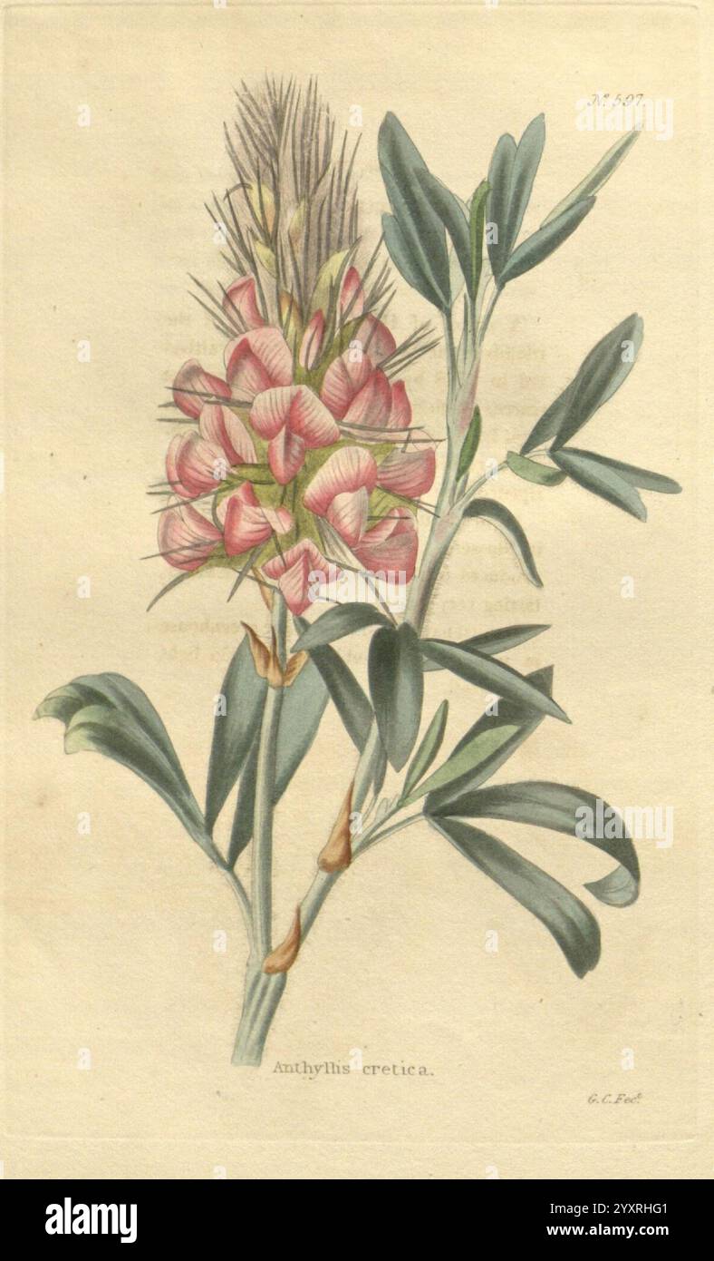 The botanical cabinet London, John & Arthur Arch 1817-1833, A botanical ...