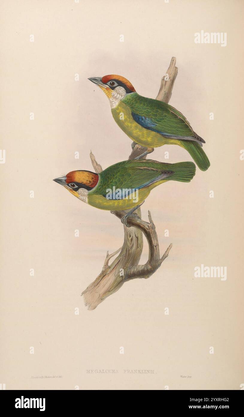 Second bird mirrors hi-res stock photography and images - Alamy