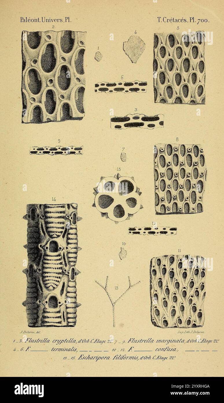Paléontologie française Paris Chez l'auteur 1840-1894 France ...
