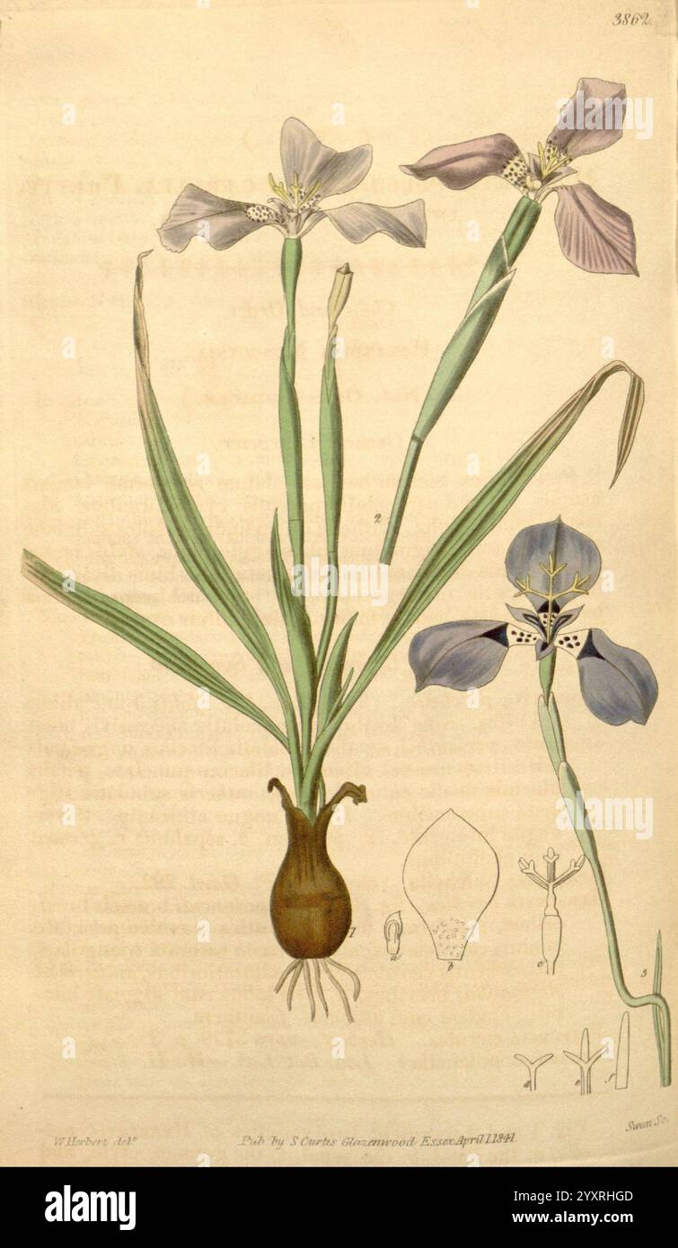 Curtis's Botanical Magazine London New York Botanical Illustration ...