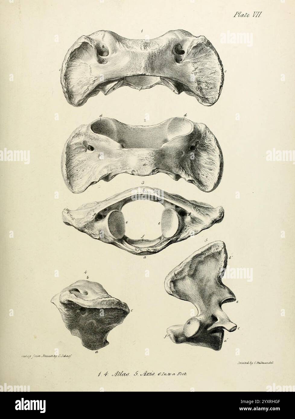 Description Skeleton Extinct Gigantic Sloth Mylodon robustus Owen ...