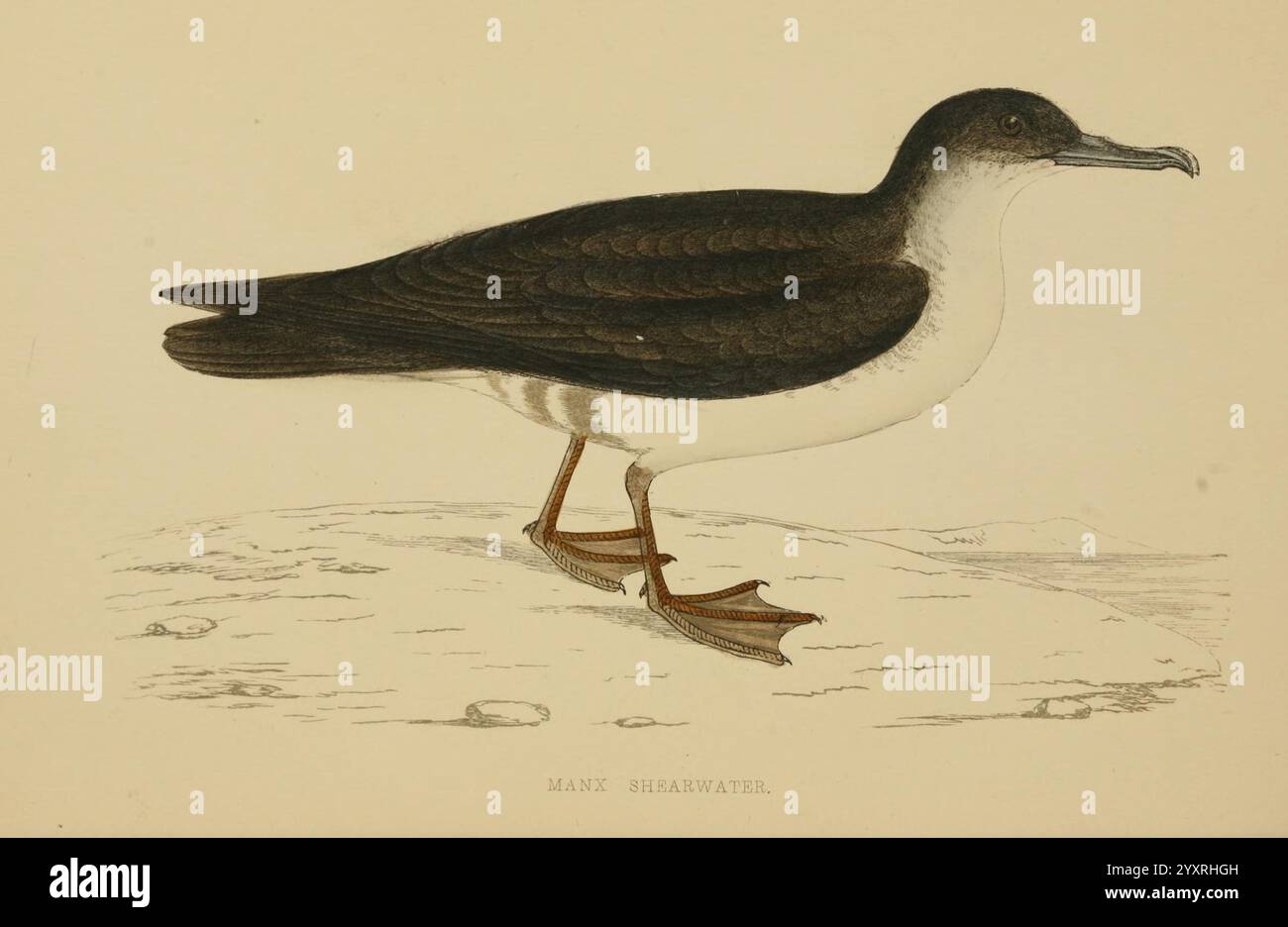 A history of British birds,1863-1866?, birds, Great Britain, bird, A ...